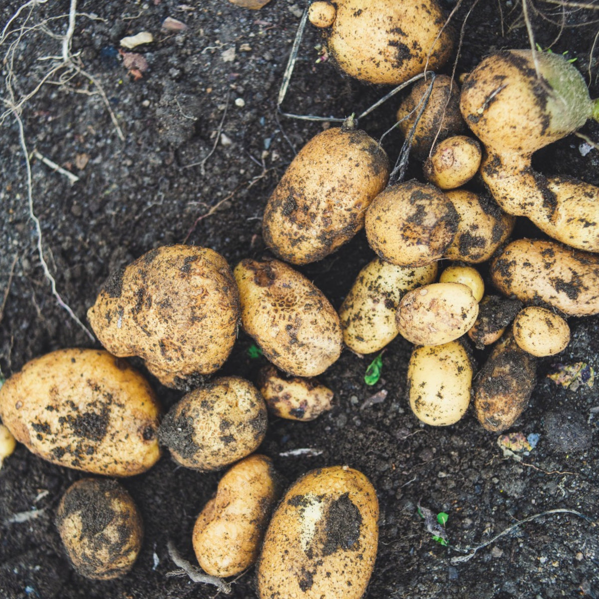 Potato Dutch Cream [1kg] - Certified Organic – Rita's Farm Produce