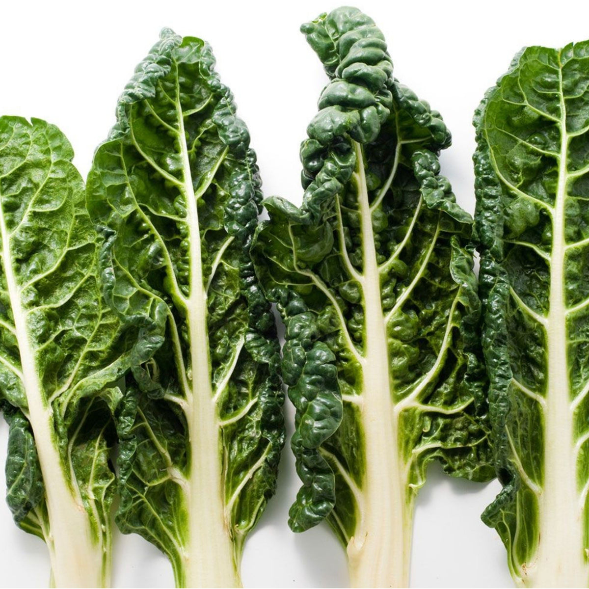 Silverbeet [Bunch] - Organically Grown – Rita's Farm Produce