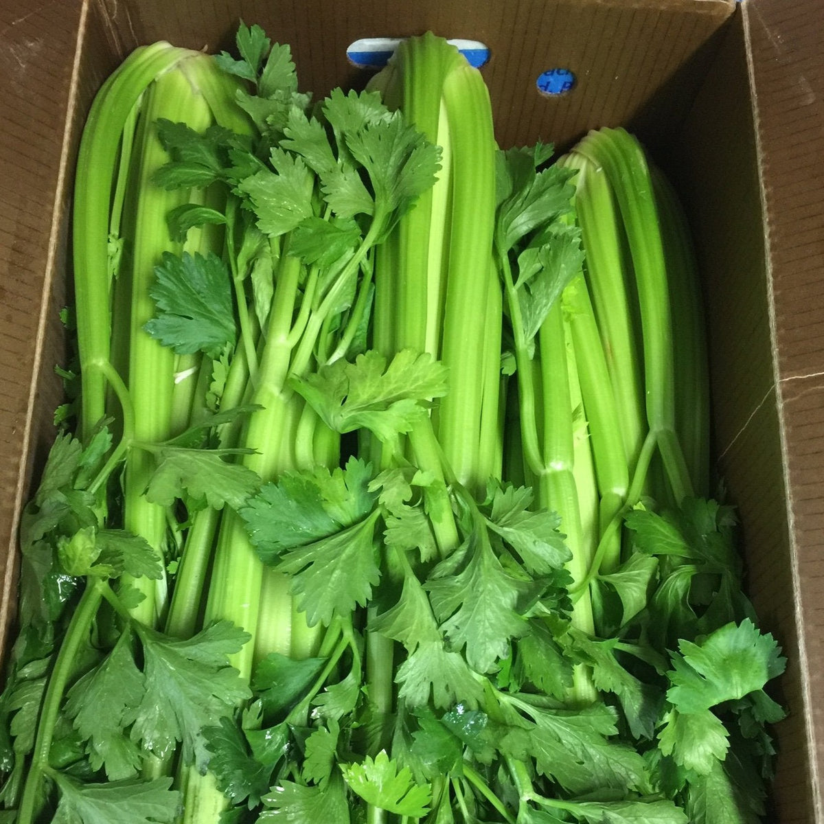 Celery [Bulk Box] - Certified Organic – Rita's Farm Produce