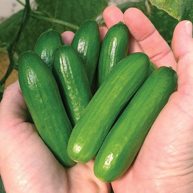 Mini Baby Cucumber [punnet] - Organically Grown – Rita's Farm Produce